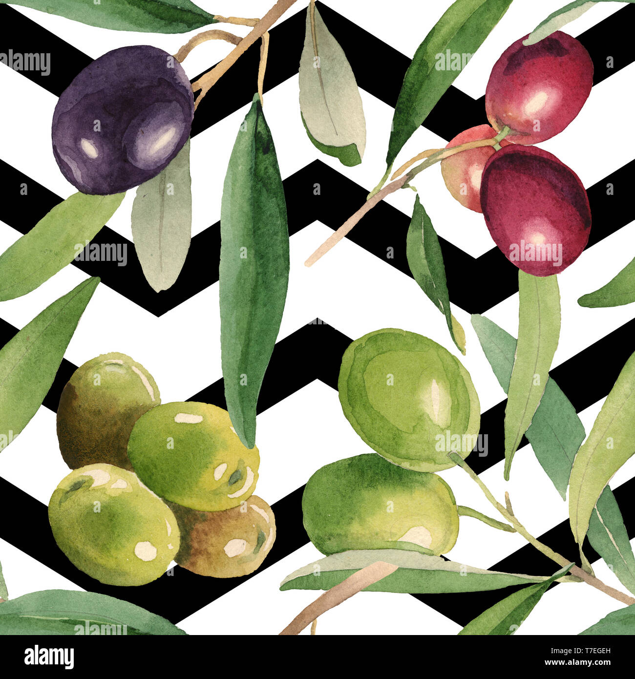 Fresh olives healthy food. Watercolor background illustration set ...
