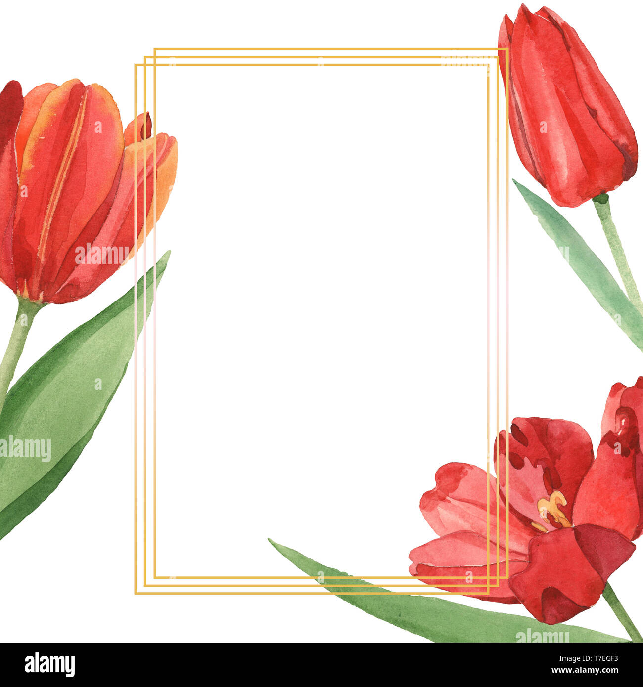 Red tulip floral botanical flowers. Wild spring leaf wildflower ...
