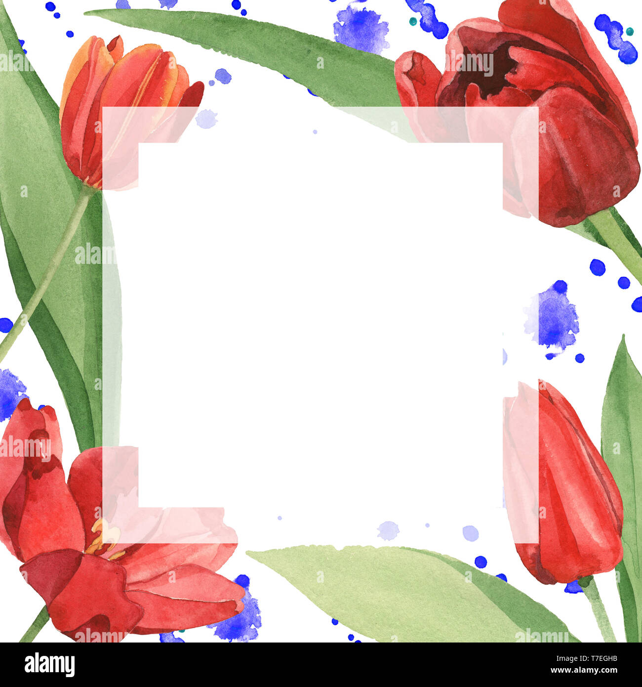 Red tulip floral botanical flowers. Wild spring leaf wildflower ...