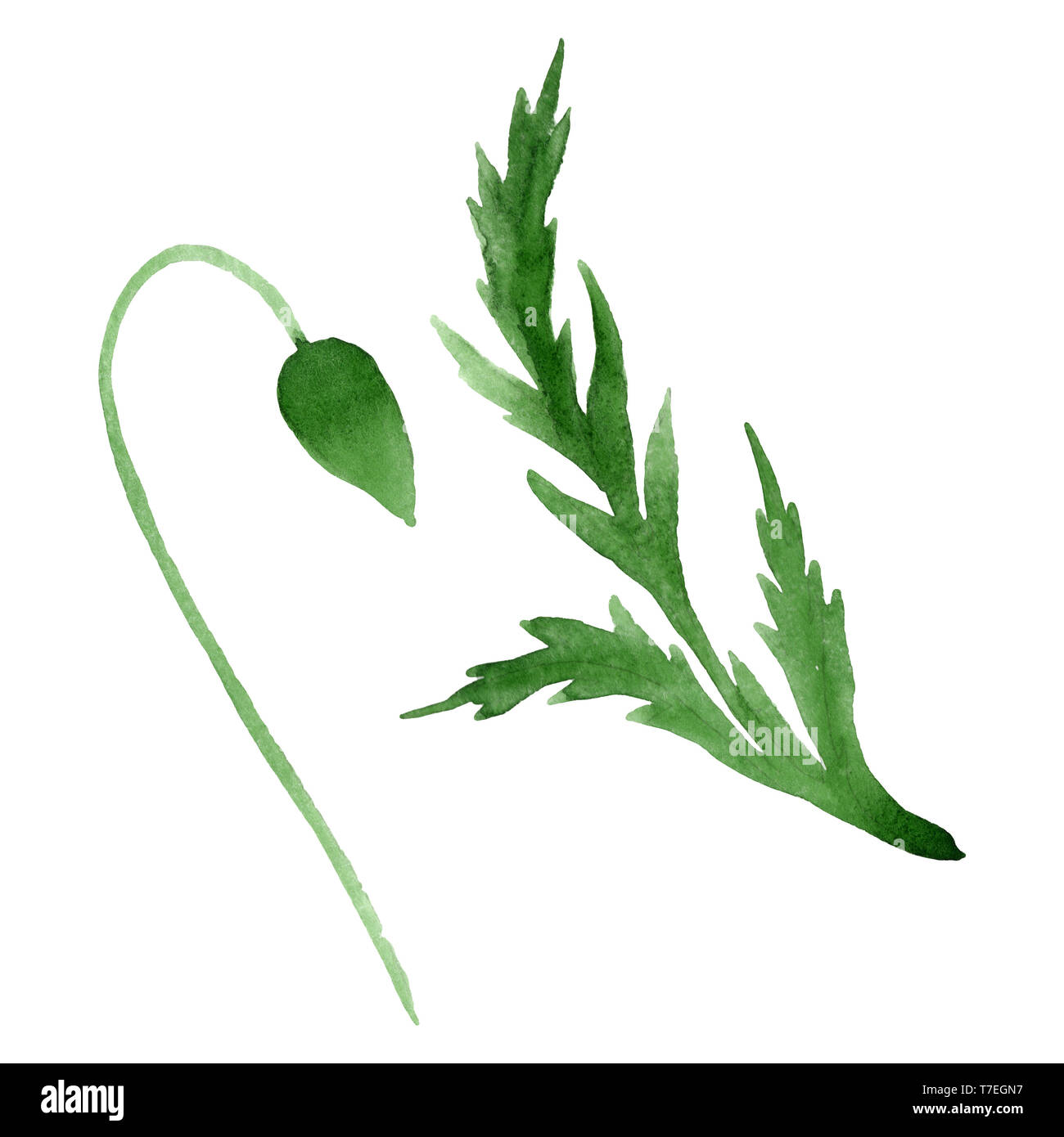 Poppy green leaf floral botanical flowers. Wild spring leaf wildflower ...