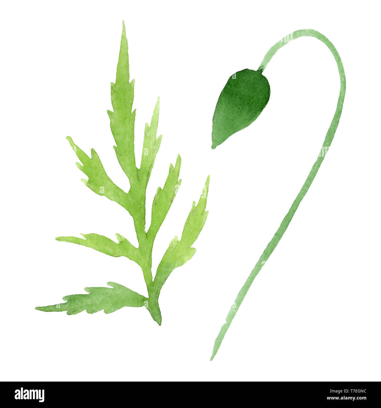 Poppy green leaf floral botanical flowers. Wild spring leaf wildflower ...