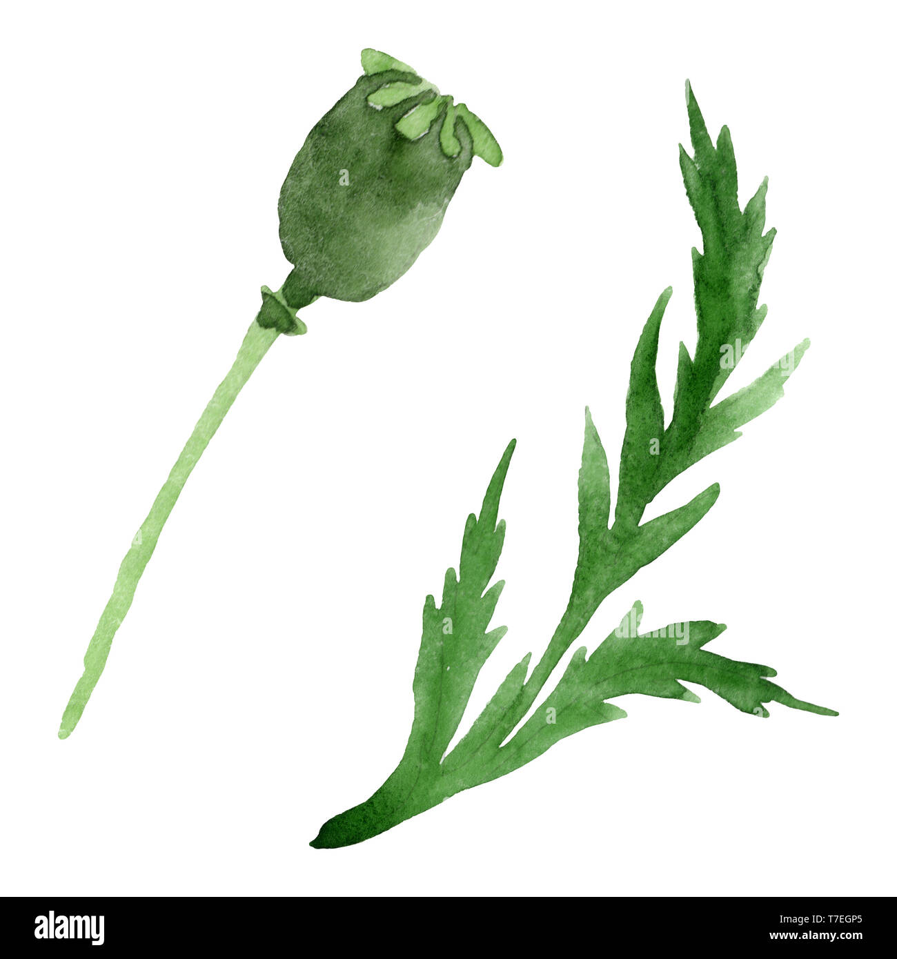 Poppy green leaf floral botanical flowers. Wild spring leaf wildflower ...