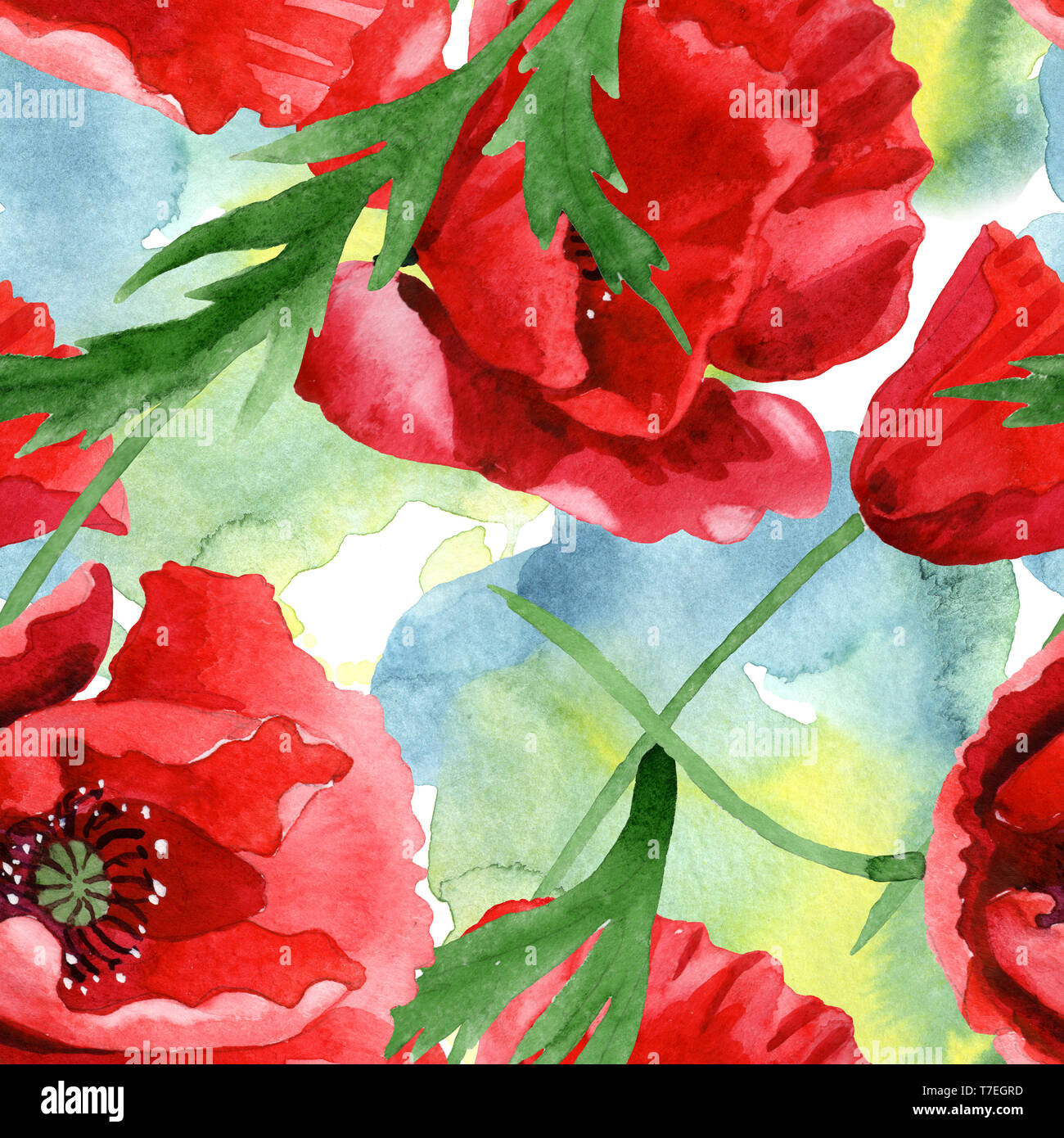 Red poppy floral botanical flowers. Wild spring leaf wildflower ...