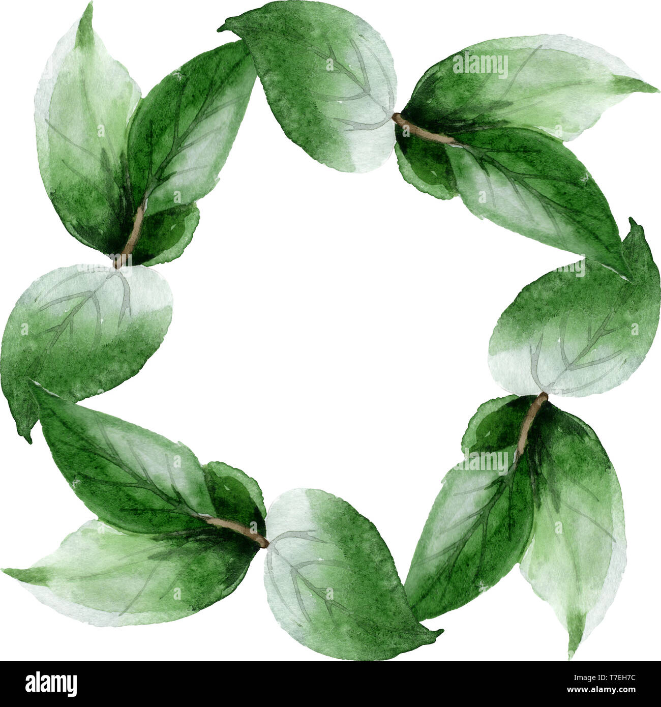 White camelia floral botanical flowers. Wild spring leaf wildflower ...