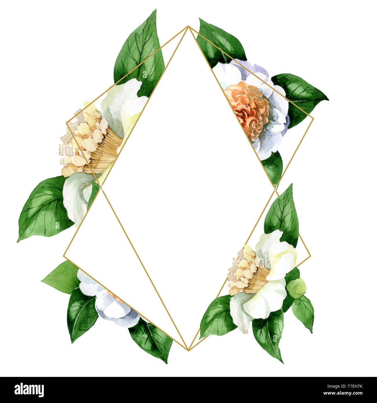 White camelia floral botanical flowers. Wild spring leaf wildflower ...