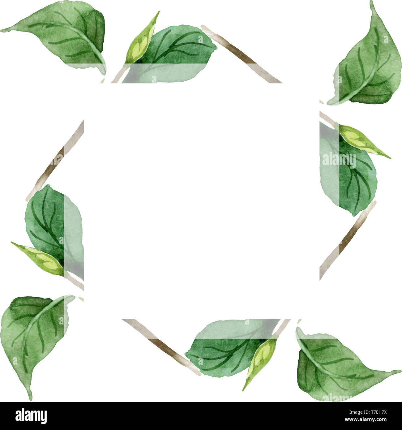 White camelia floral botanical flowers. Wild spring leaf wildflower ...