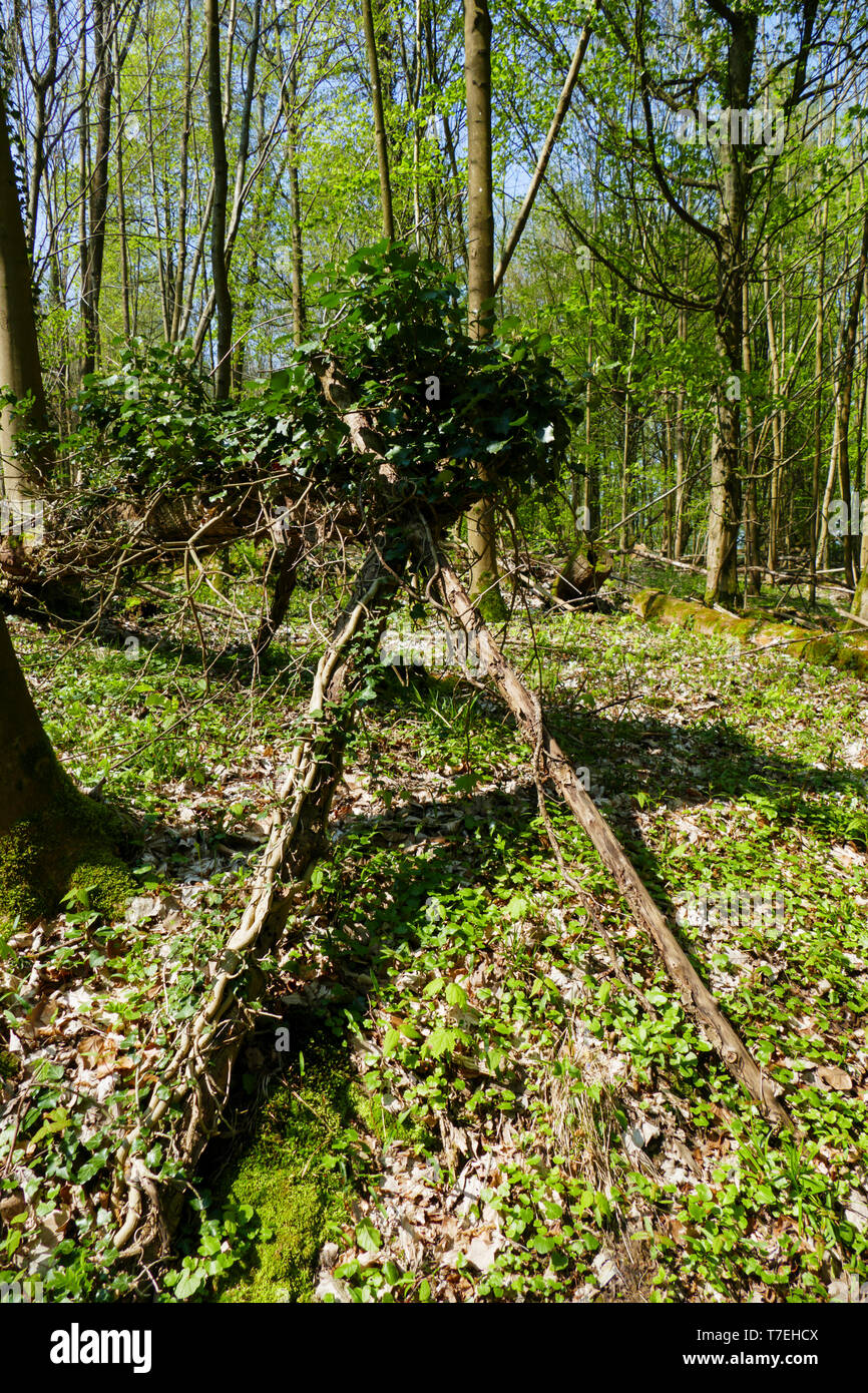 Unterholz im wald hi-res stock photography and images - Alamy