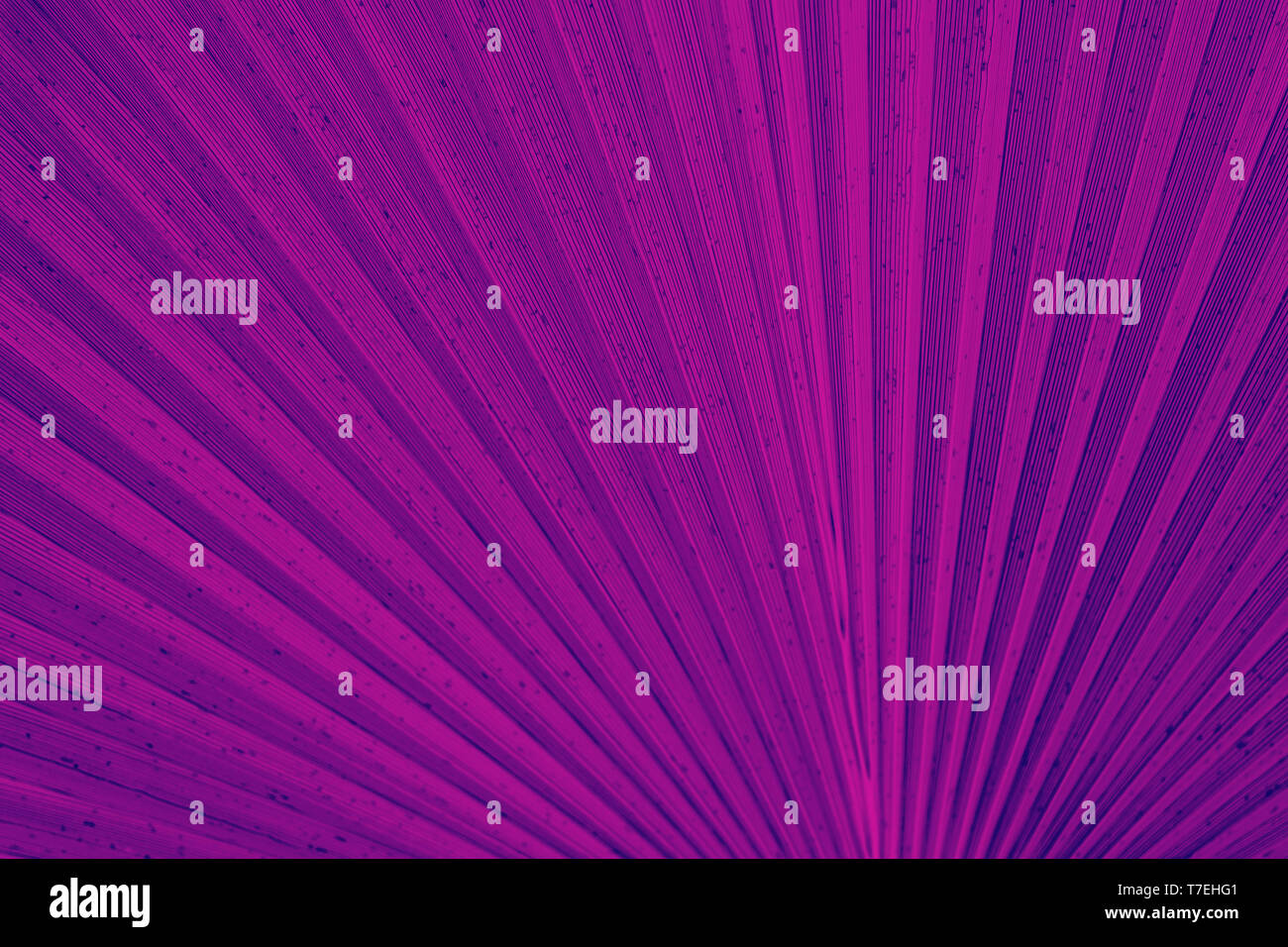 Purple leaf texture hi-res stock photography and images - Alamy