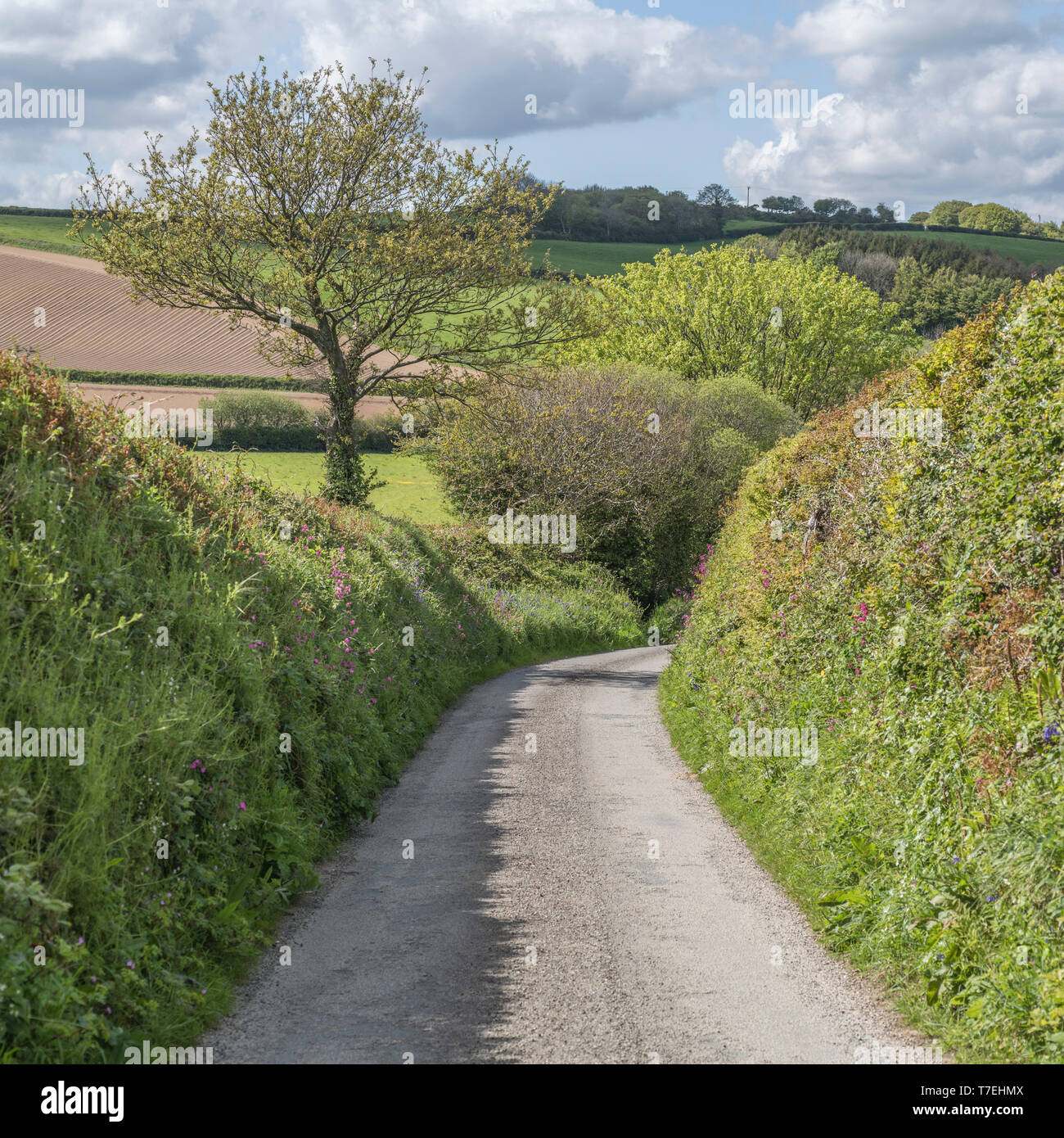 Cornish Country Lane Stock Photos & Cornish Country Lane Stock Images ...