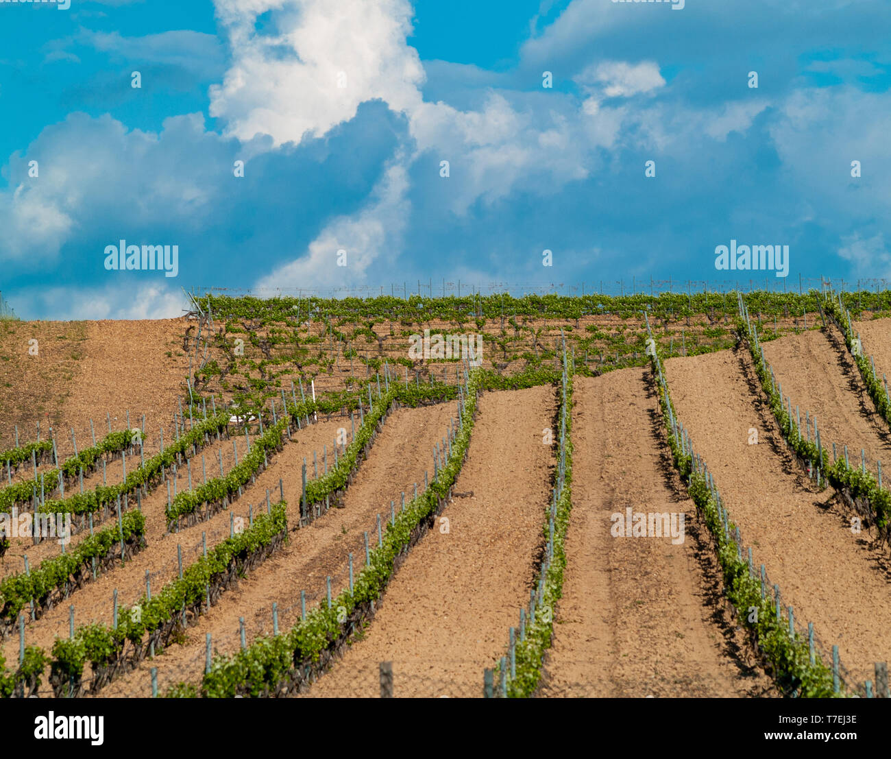 A landscape of rural culture in espalier vineyard in spring in the ...