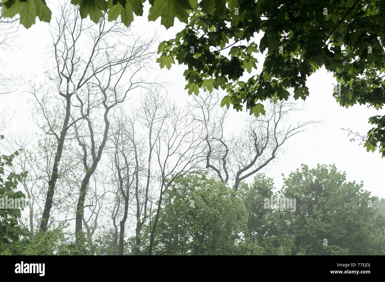 Weather and trees hi-res stock photography and images - Alamy
