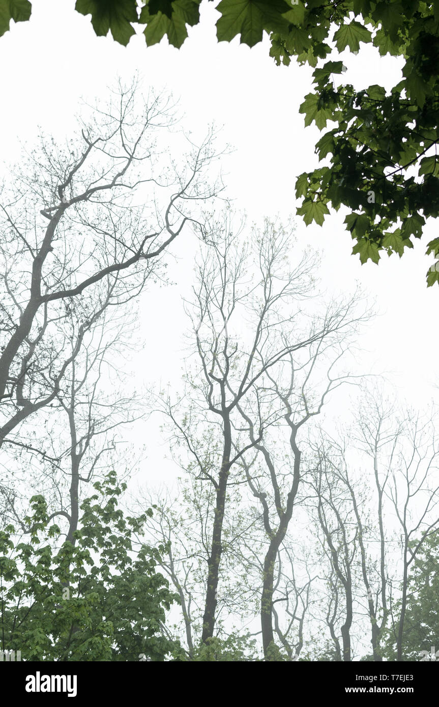 Rainy weather with trees hi-res stock photography and images - Alamy