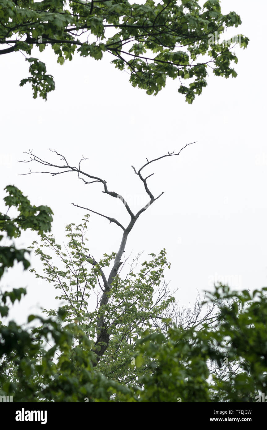 Weather and trees hi-res stock photography and images - Alamy