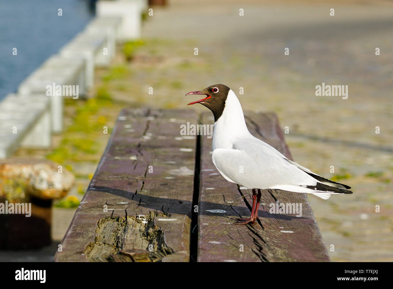 arctic tern or sterna paradisea on wooden post with blurred background ...