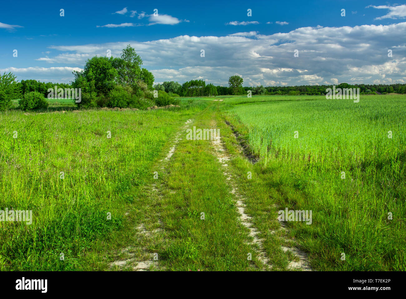 Field path through fields in spring hi-res stock photography and images ...
