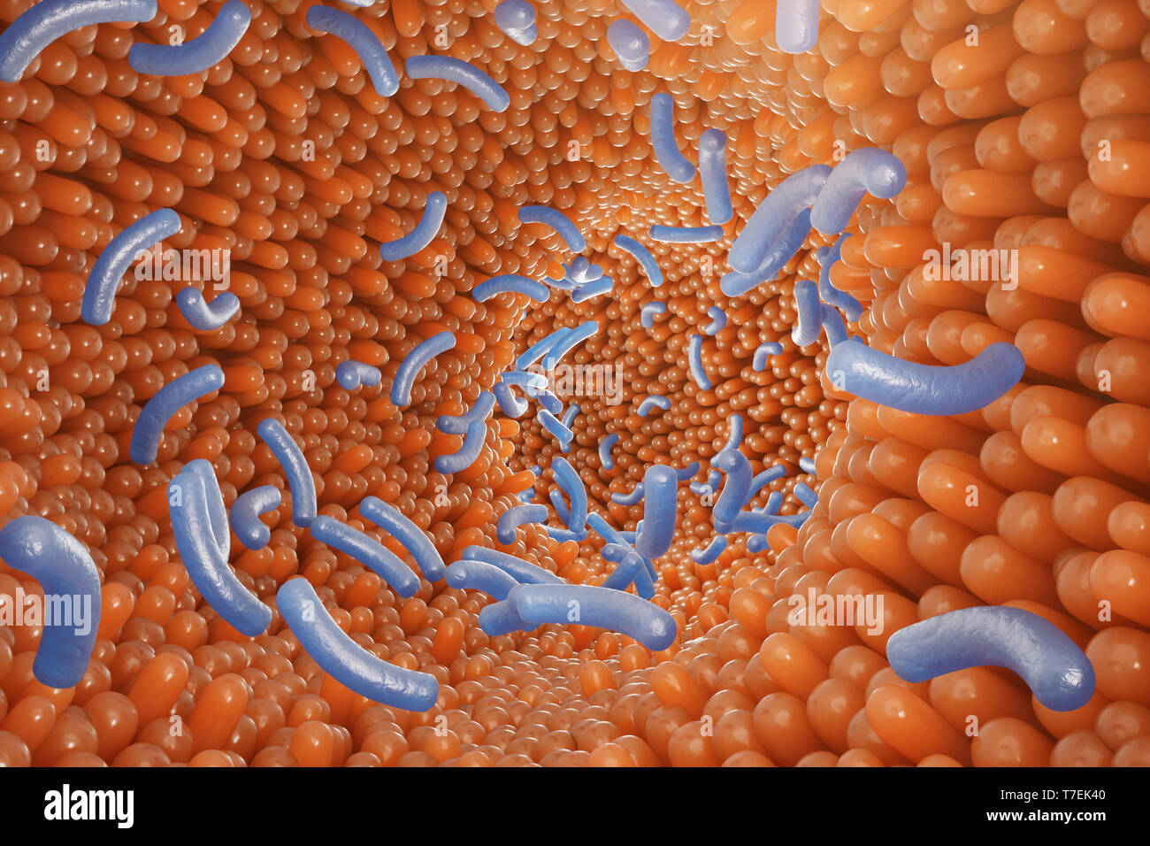 Intestinal villi. Intestine lining. Microscopic capillary. Human ...
