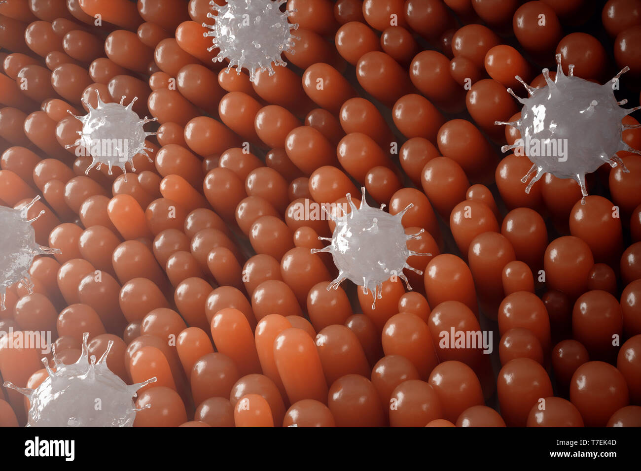 Intestinal villi. Intestine lining. Microscopic capillary. Human ...