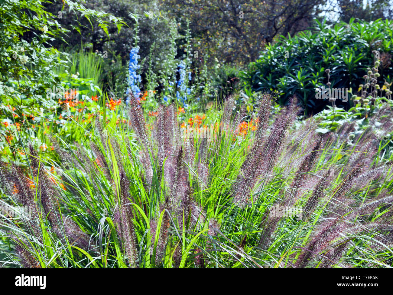 Long grasses, flowers in bloom in a summer English garden Stock Photo ...
