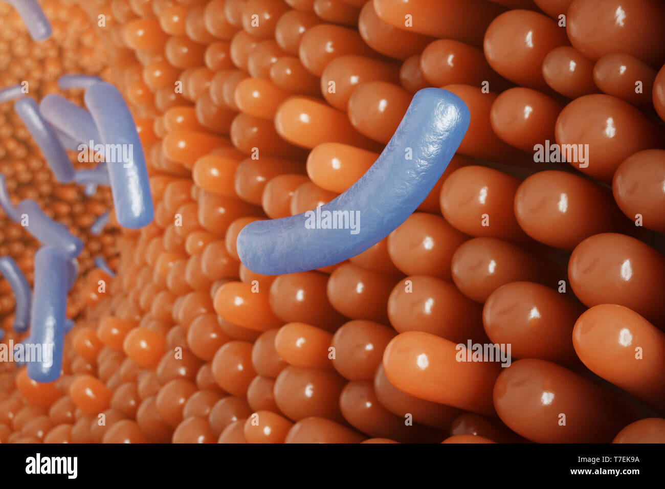 Intestinal villi, mucosa intestinal. Bacteria and microbes in ...