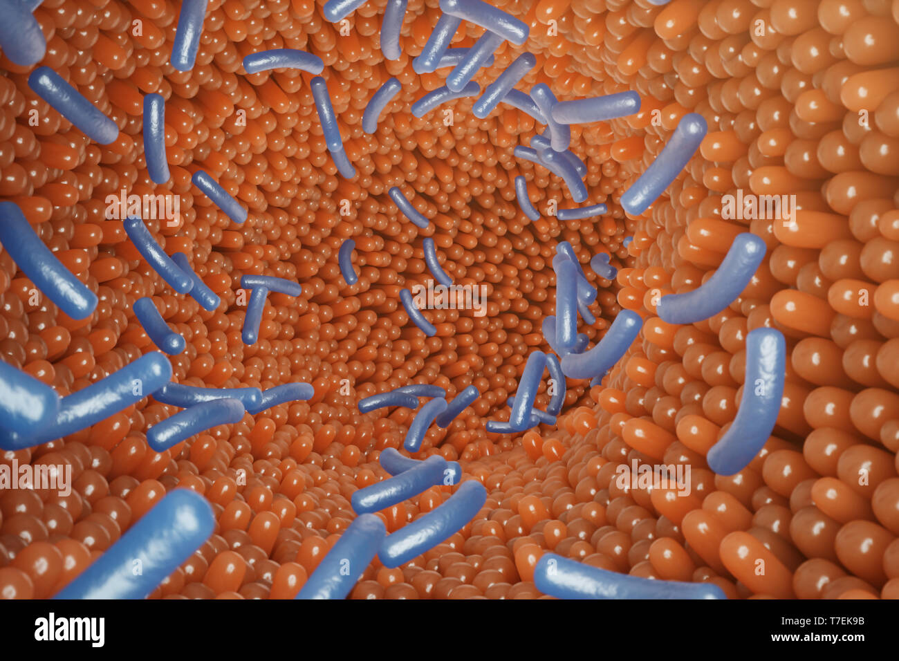 Intestinal villi. Intestine lining. Microscopic capillary. Human ...