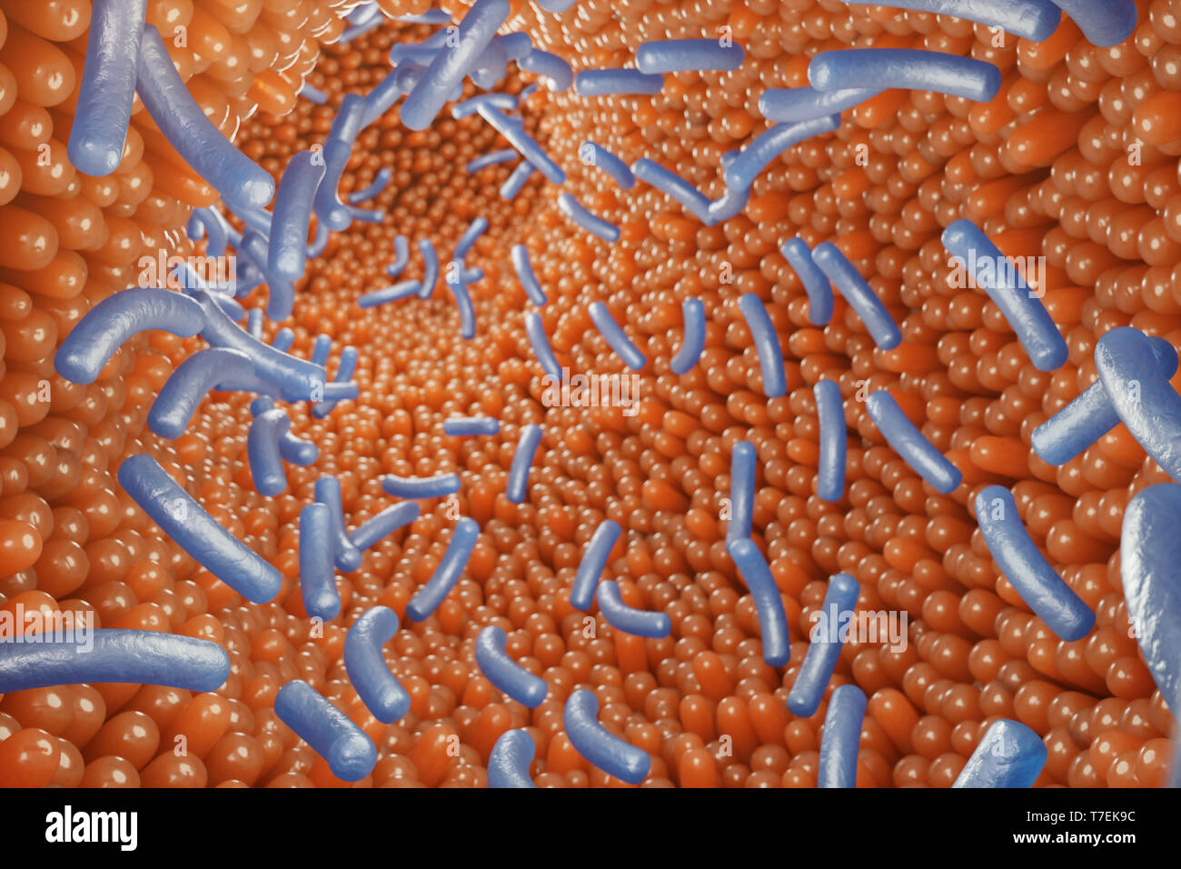 Intestinal villi, mucosa intestinal. Bacteria and microbes in ...