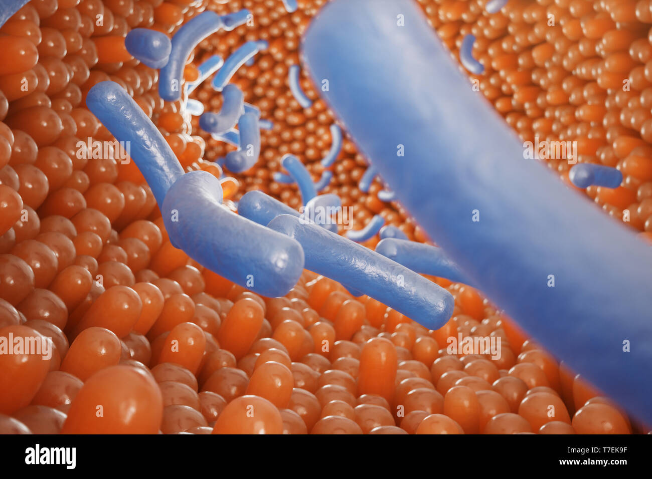 Intestinal villi. Intestine lining. Microscopic capillary. Human ...