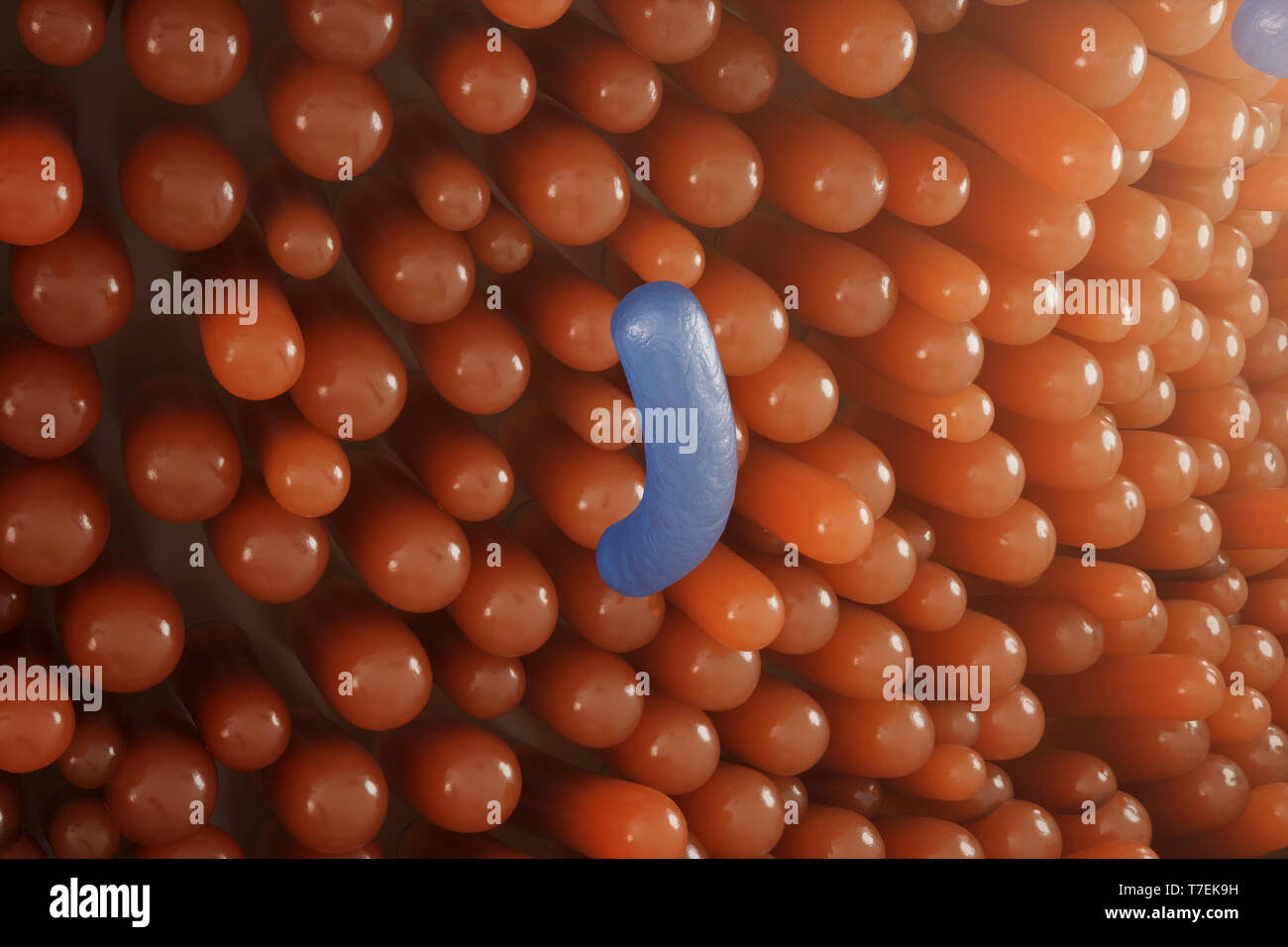 Intestinal villi. Intestine lining. Microscopic capillary. Human ...