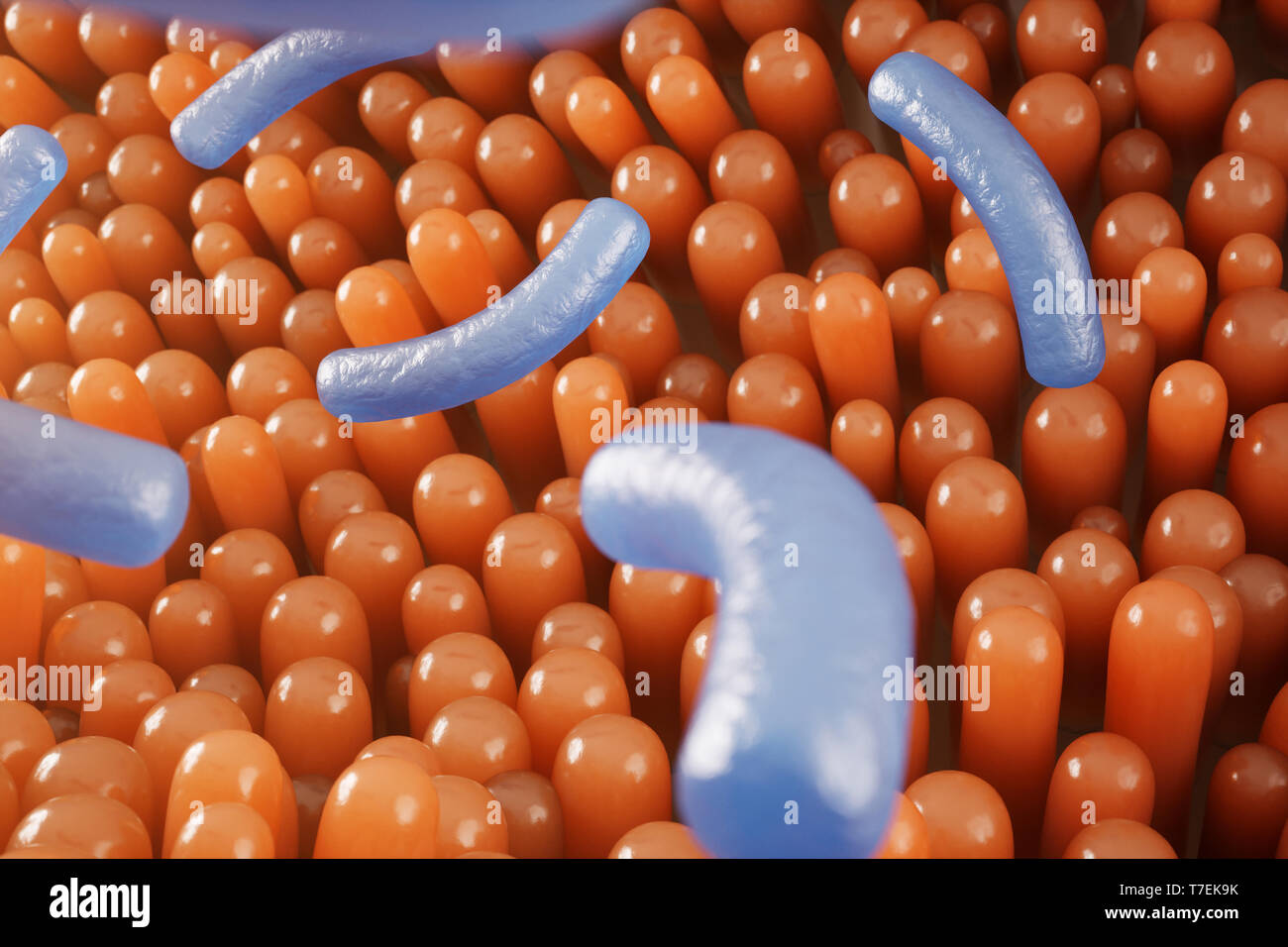 Intestinal villi. Intestine lining. Microscopic capillary. Human ...