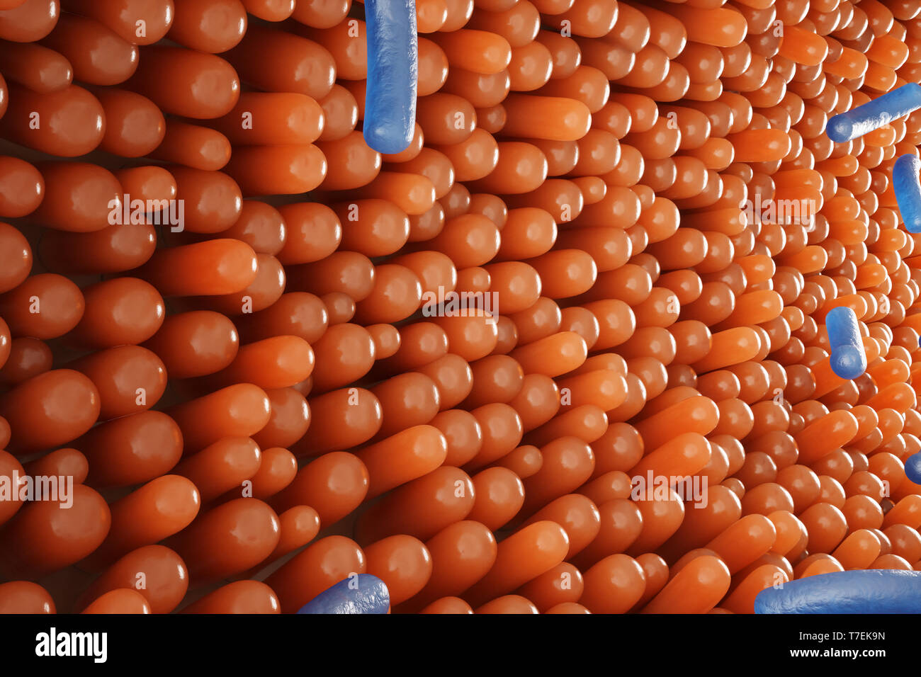 Intestinal villi. Intestine lining. Microscopic capillary. Human ...