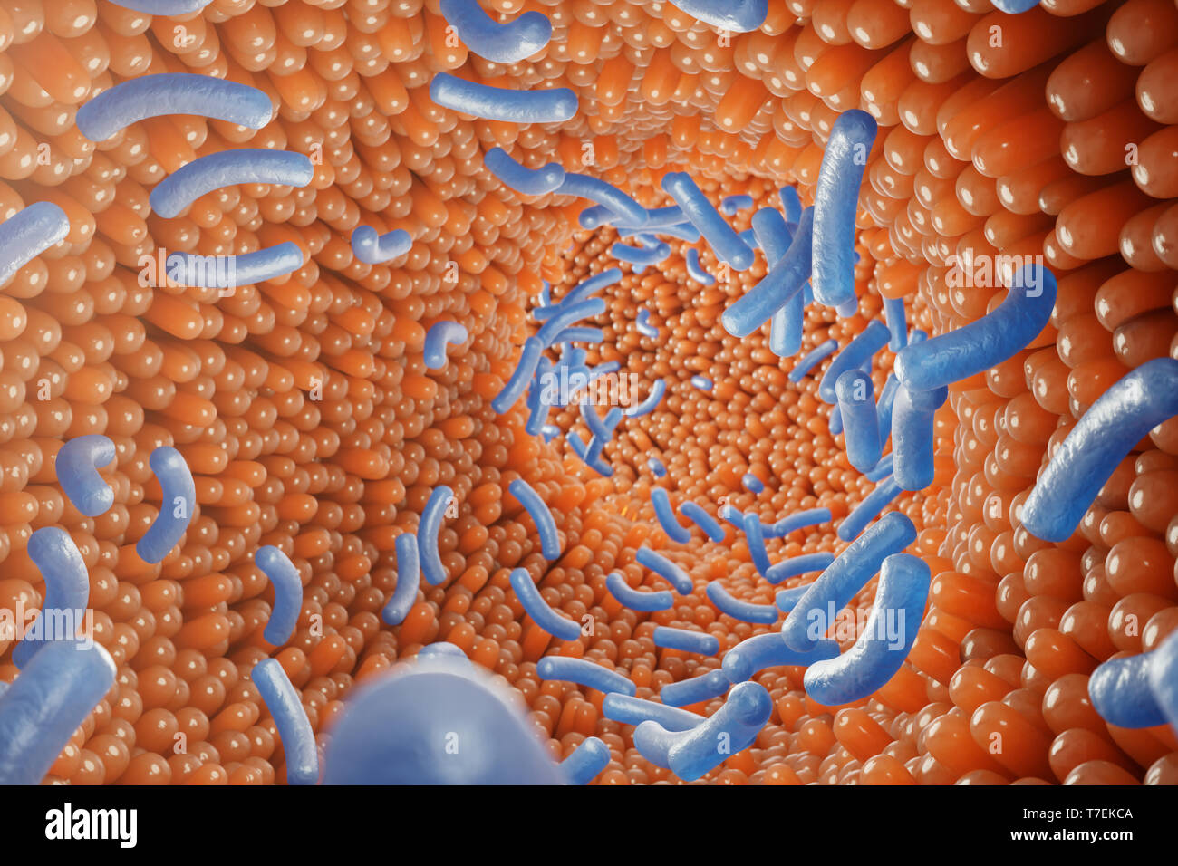 Intestinal villi, mucosa intestinal. Bacteria and microbes in ...