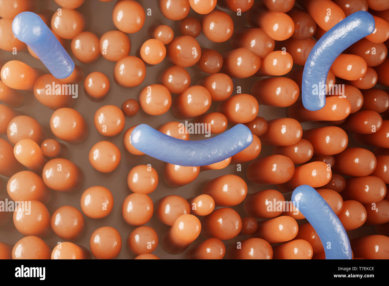 Gastric mucosa hi-res stock photography and images - Alamy