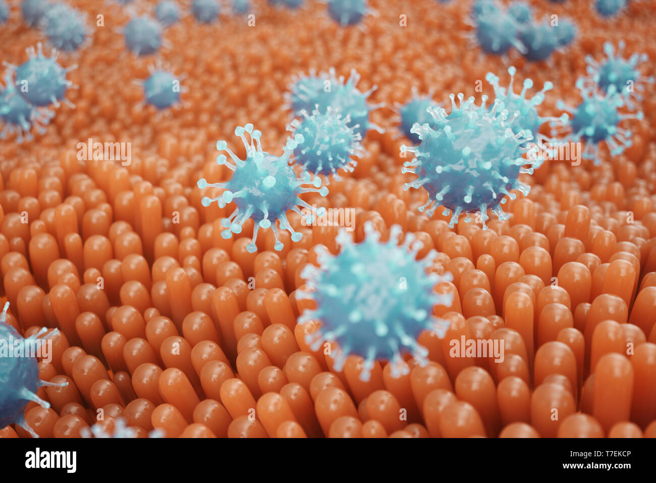 Intestinal villi, mucosa intestinal. Bacteria and microbes in ...