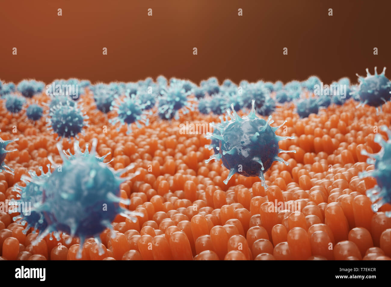 Intestinal villi. Intestine lining. Microscopic capillary. Human ...