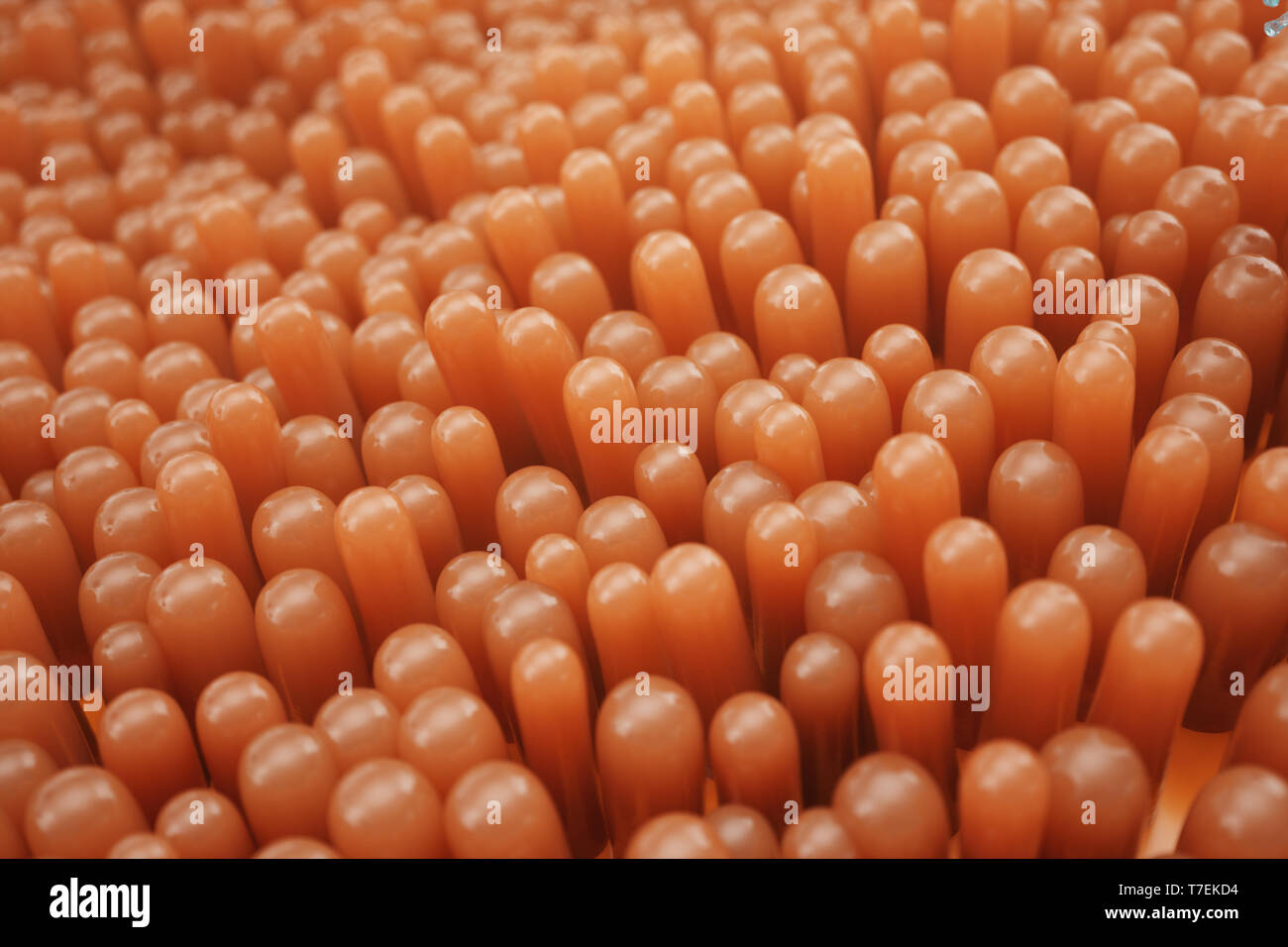 3D Rendering close-up Intestinal villi. Intestine lining. Microscopic ...
