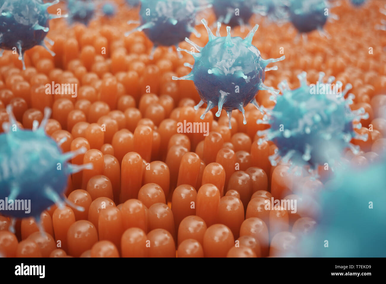 Intestinal villi. Intestine lining. Microscopic capillary. Human ...
