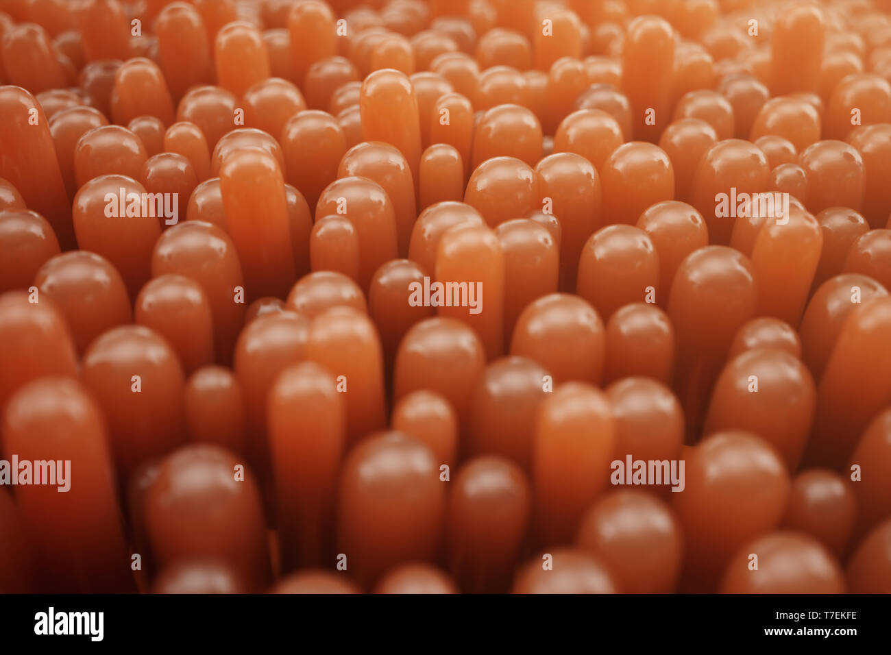 3D Rendering close-up Intestinal villi. Intestine lining. Microscopic ...