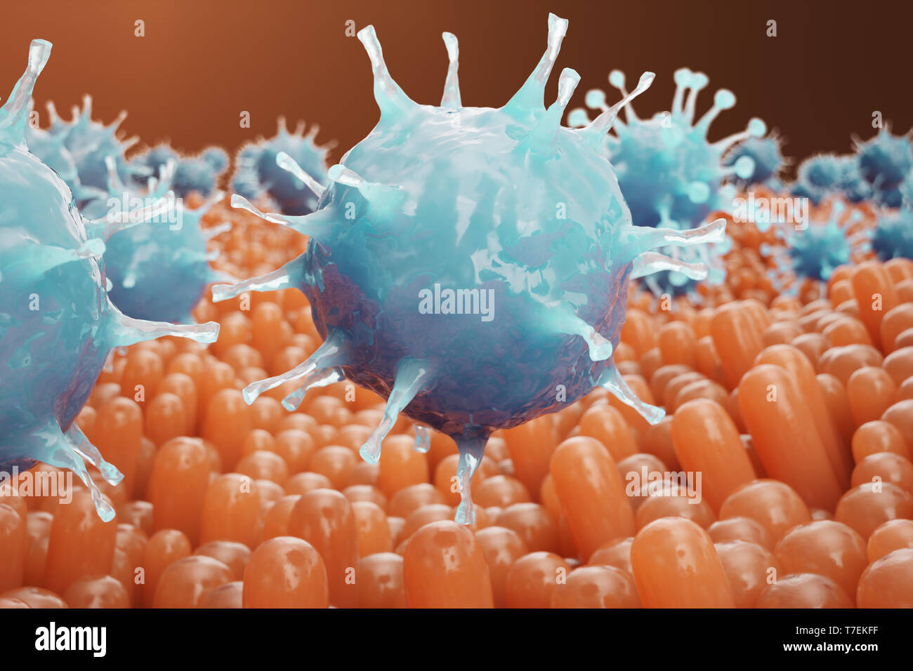 Intestinal villi. Intestine lining. Microscopic capillary. Human ...