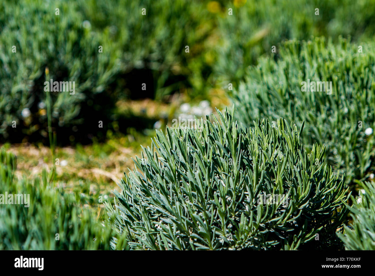 Lavender plants in early spring hi-res stock photography and images - Alamy