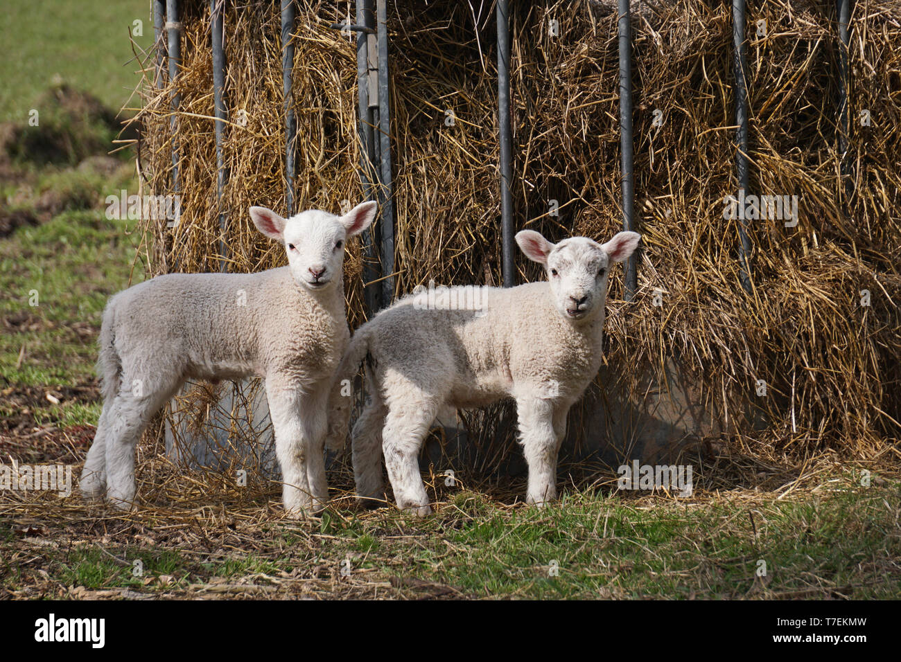 Hay hopper hi-res stock photography and images - Alamy