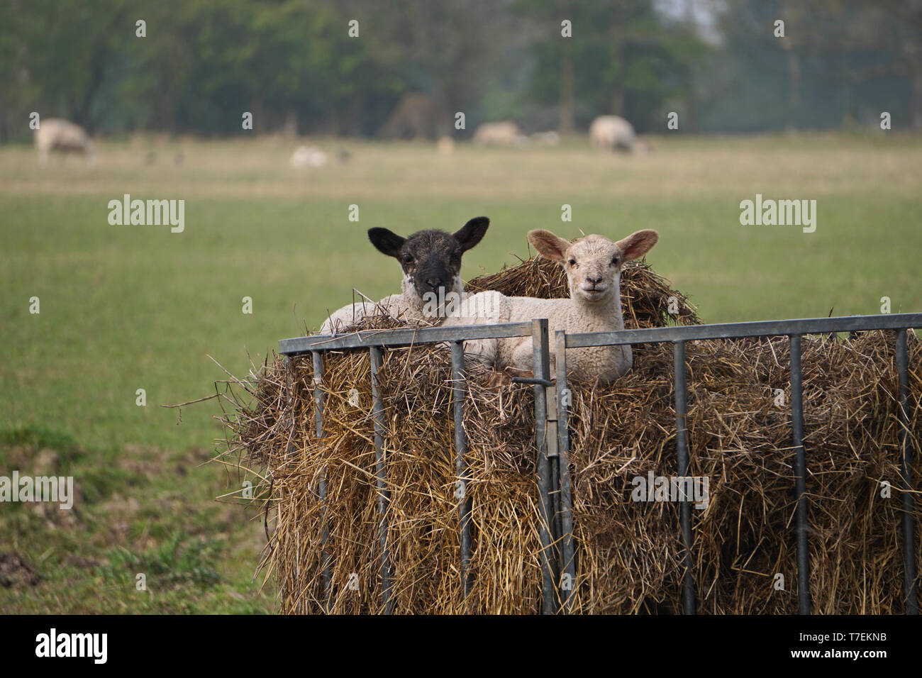 Two lambs resting in a hay hopper on a farm in England, UK Stock Photo ...