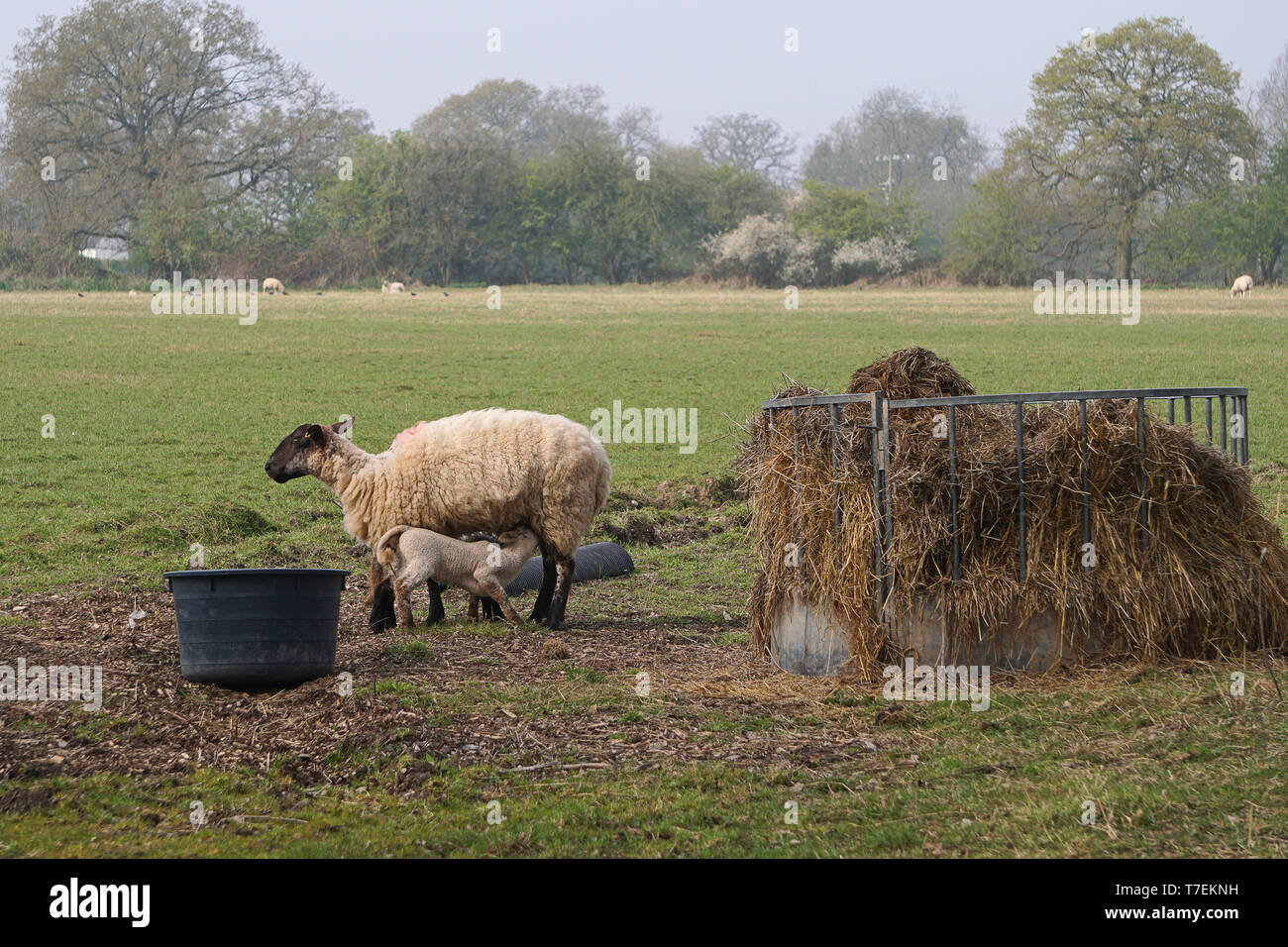 Gentle sheep hi-res stock photography and images - Alamy