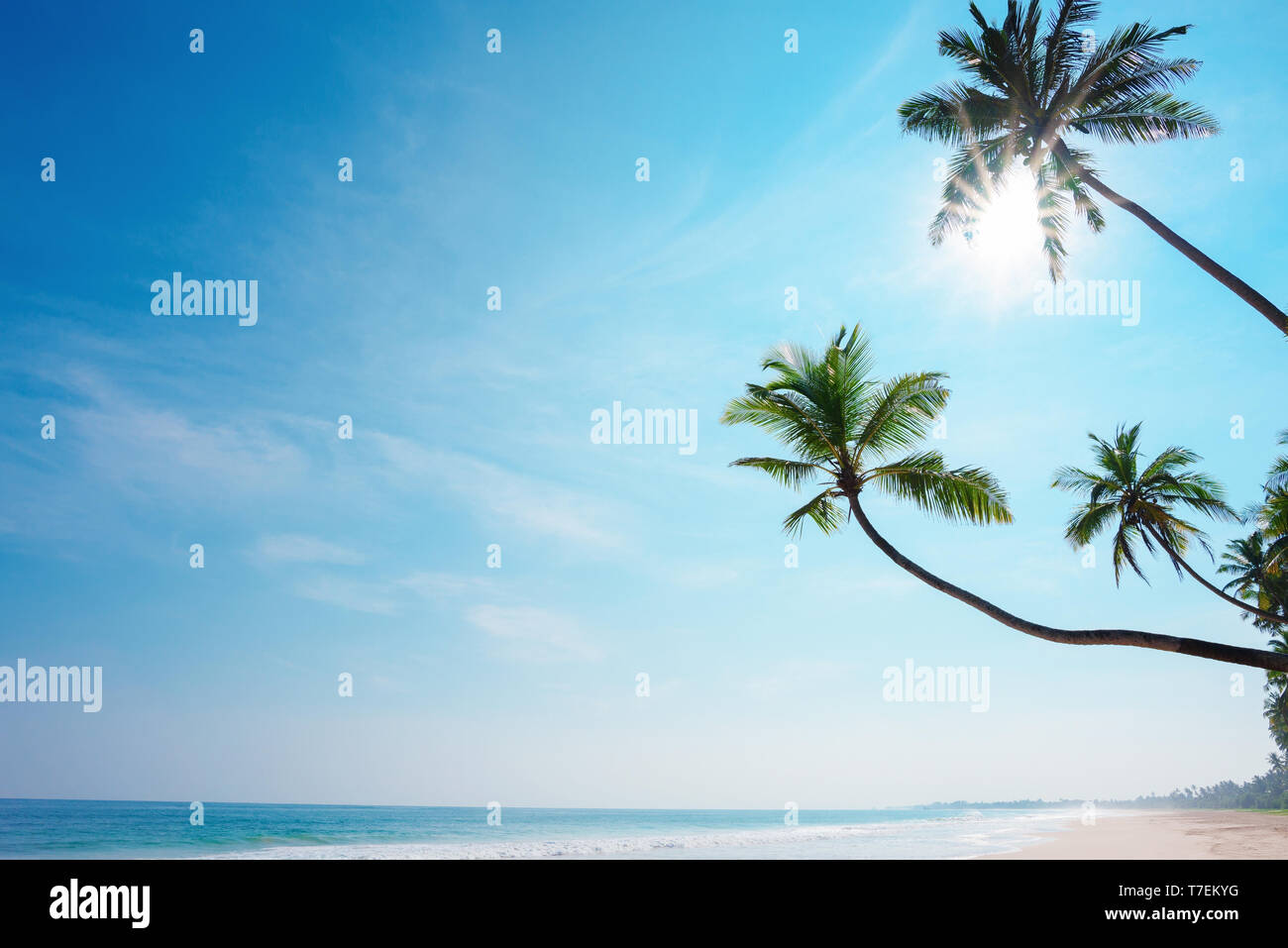 Palm trees on tropical shore. Remote island beach sunny summer getaway ...