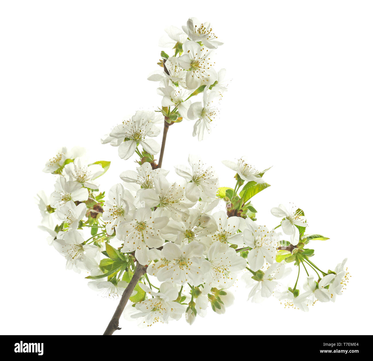 Beautiful blossoming branch on white background Stock Photo - Alamy