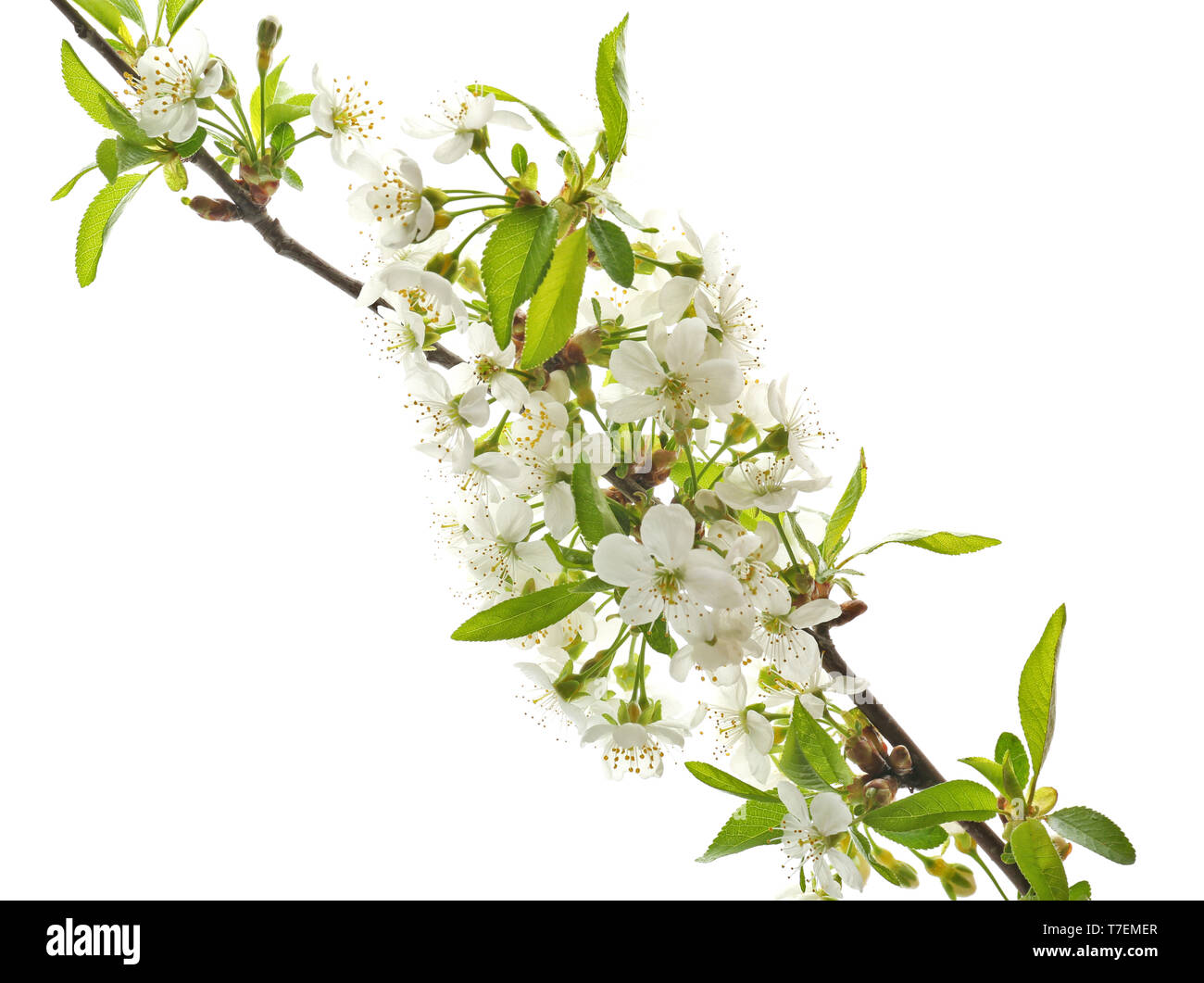 Beautiful blossoming branch on white background Stock Photo - Alamy