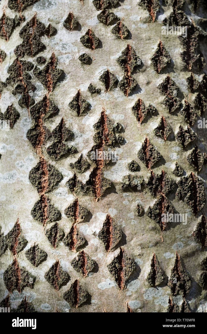 Poplar tree bark hi-res stock photography and images - Alamy