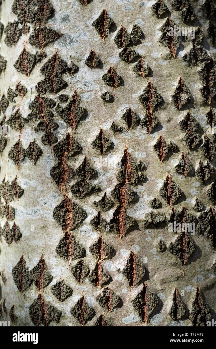 Poplar tree bark hi-res stock photography and images - Alamy