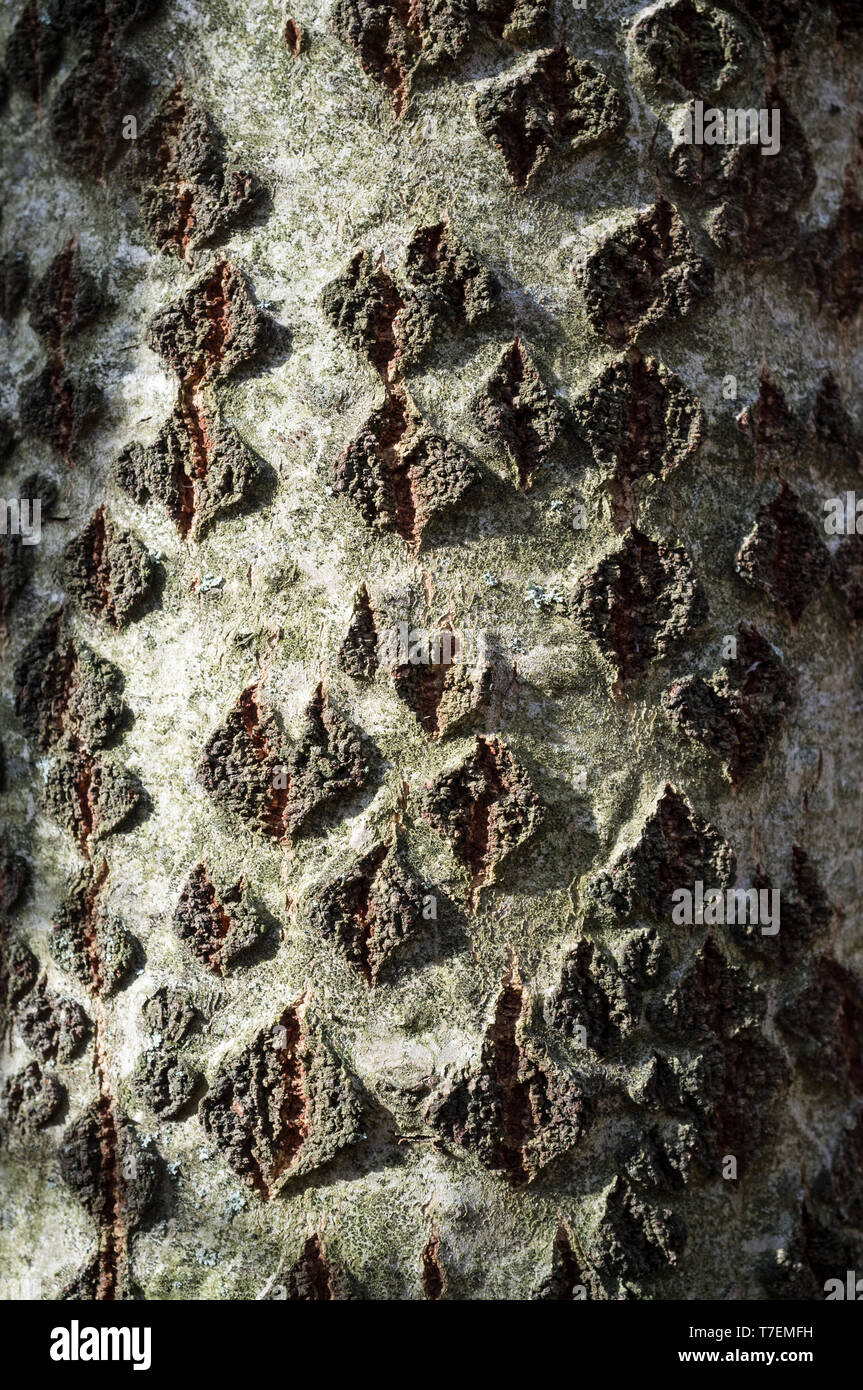 Abele Tree High Resolution Stock Photography and Images - Alamy