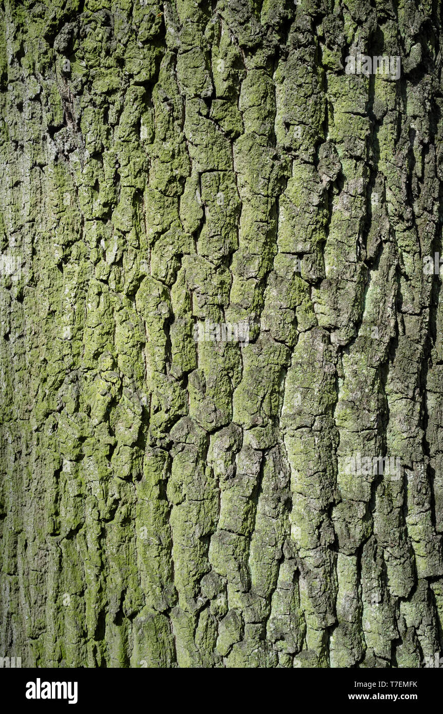 White poplar or populus Alba Tree Bark or Rhytidome covered with Green ...