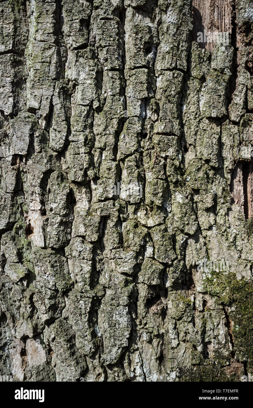 Populus alba tree in forest hi-res stock photography and images - Alamy