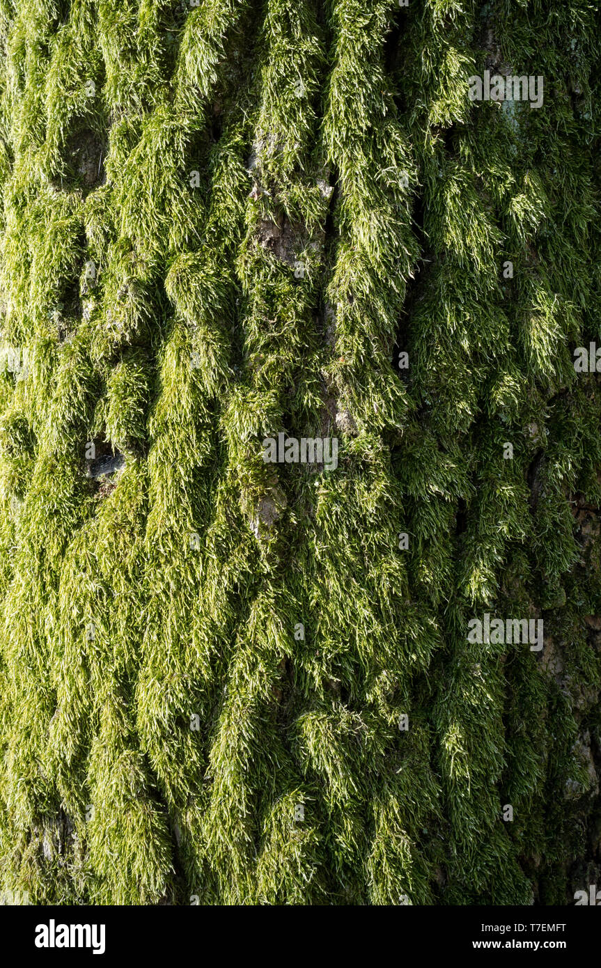 White poplar or populus Alba Tree Bark or Rhytidome covered with Green ...